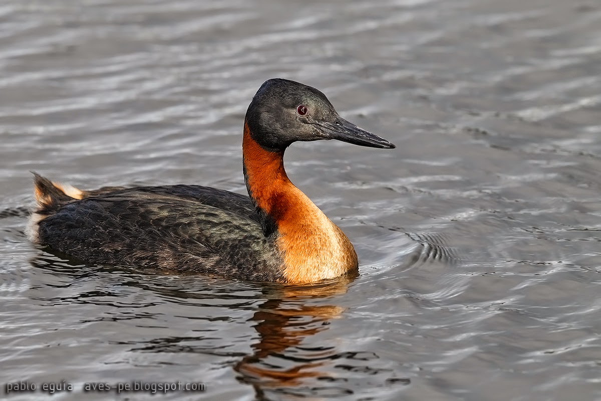 mis fotos de aves: Podiceps major Macá Grande Great Grebe