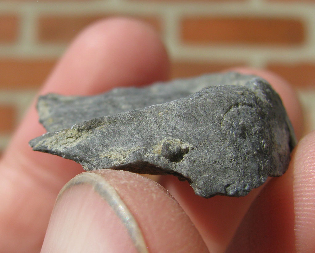 Views of the Mahantango: Leptaena rhomboidalis brachiopod from the ...