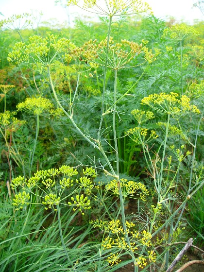 Farmacia Domnului: Marar