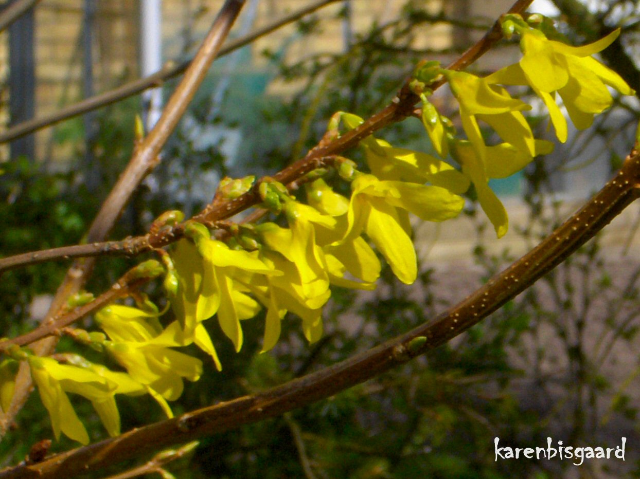 Karen`s Nature Photography: Branch of Yellow Forsythia Flowers. Karen`s Nature Photography: Branch of Yellow Forsythia Flowers.