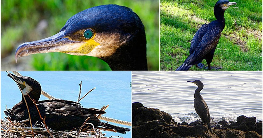 Foto-Natura-Huesca: CORMORANES Phalacrocorax Mathurin Jacques Brisson ...