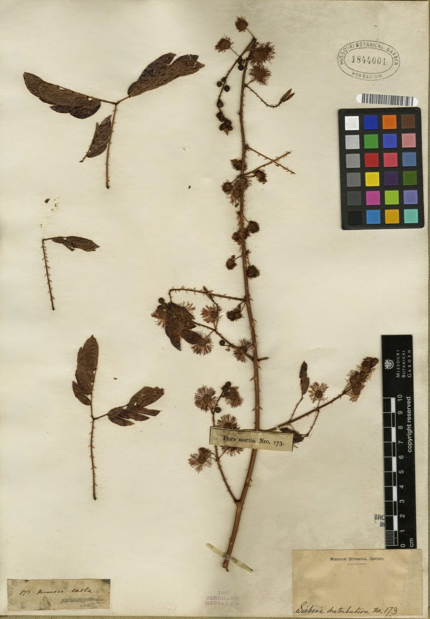 Humedales en Puerto Rico Papo Vives et al: MJIMOSA CASTA MIMOSA GRACIOSA