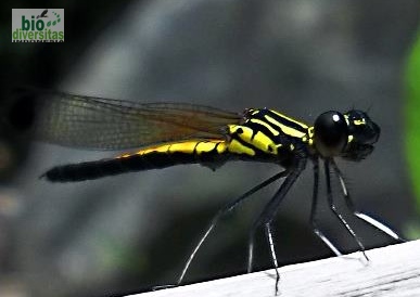 Capung Sebagai Bioindikator perairan | Biodiversitas Indonesia