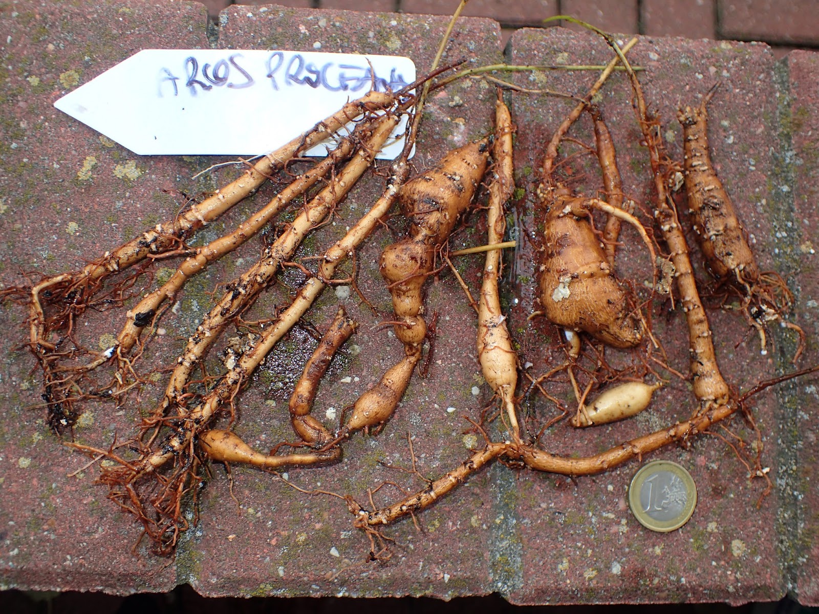 Scirpidiella's Plants: Edible Groundnuts (Apios sp.div.)