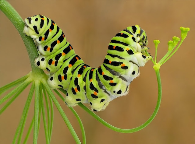Top 10 Macro Photographs of Insects - Just Amazing Things
