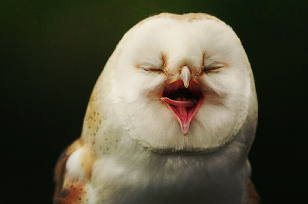 OwlDaily: #29 Owls laughing