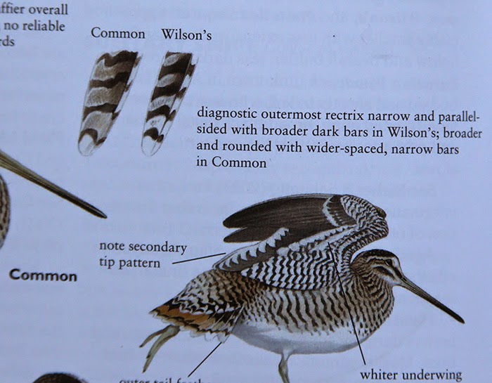 The Bruce Mactavish Newfoundland Birding Blog: Common or Mundane Snipe ...