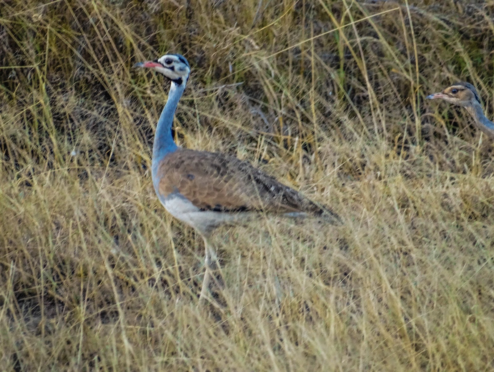 Cannundrums: White-Bellied Bustard