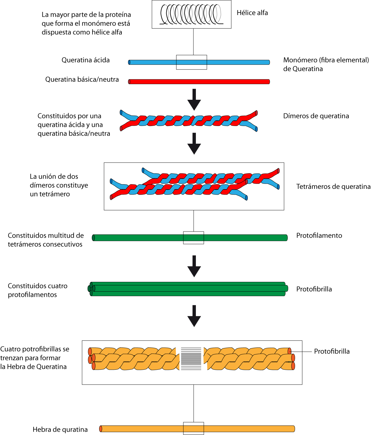 el moderno prometeo: Citoesqueleto: Filamentos Intermedios