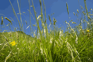 ALLERGENA Texas Trees™: Grass Pollen