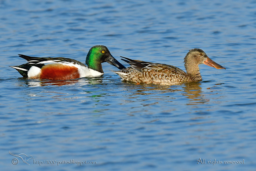 WILDLIFE GATEWAY: Prise de becs chez les Canards souchet et accouplement