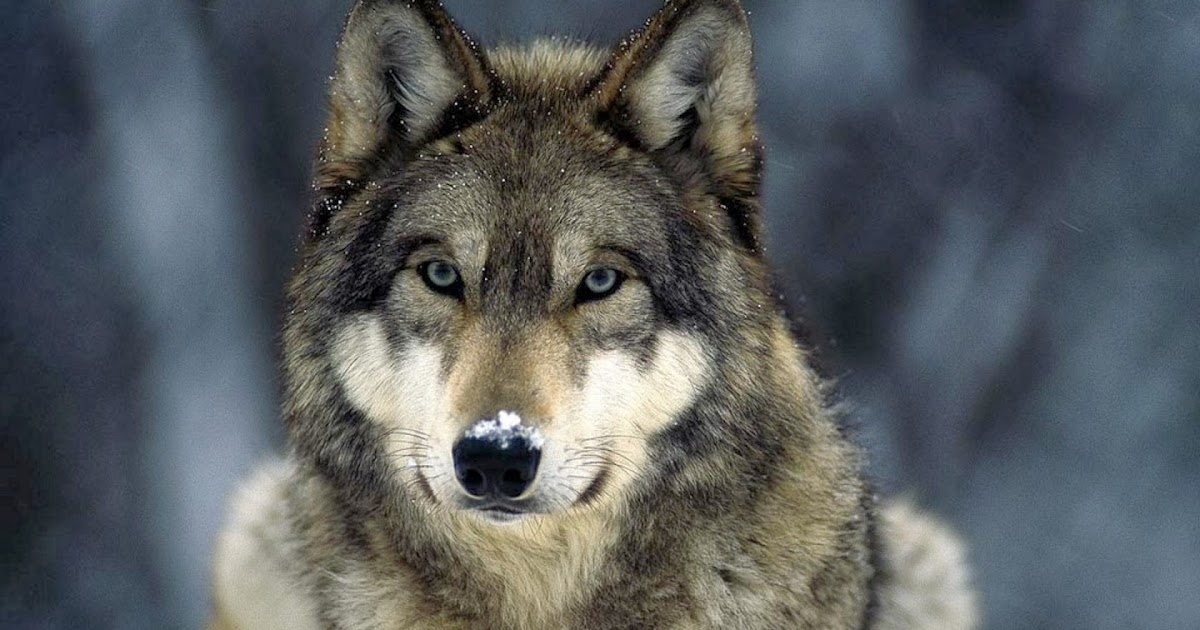 LOBO, UM ESPIRITO MISTICO DA NATUREZA - O Último Reduto - "Nasci Para ...