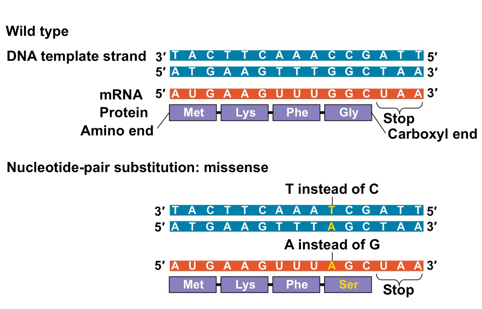 Frameshift Mutation Definition