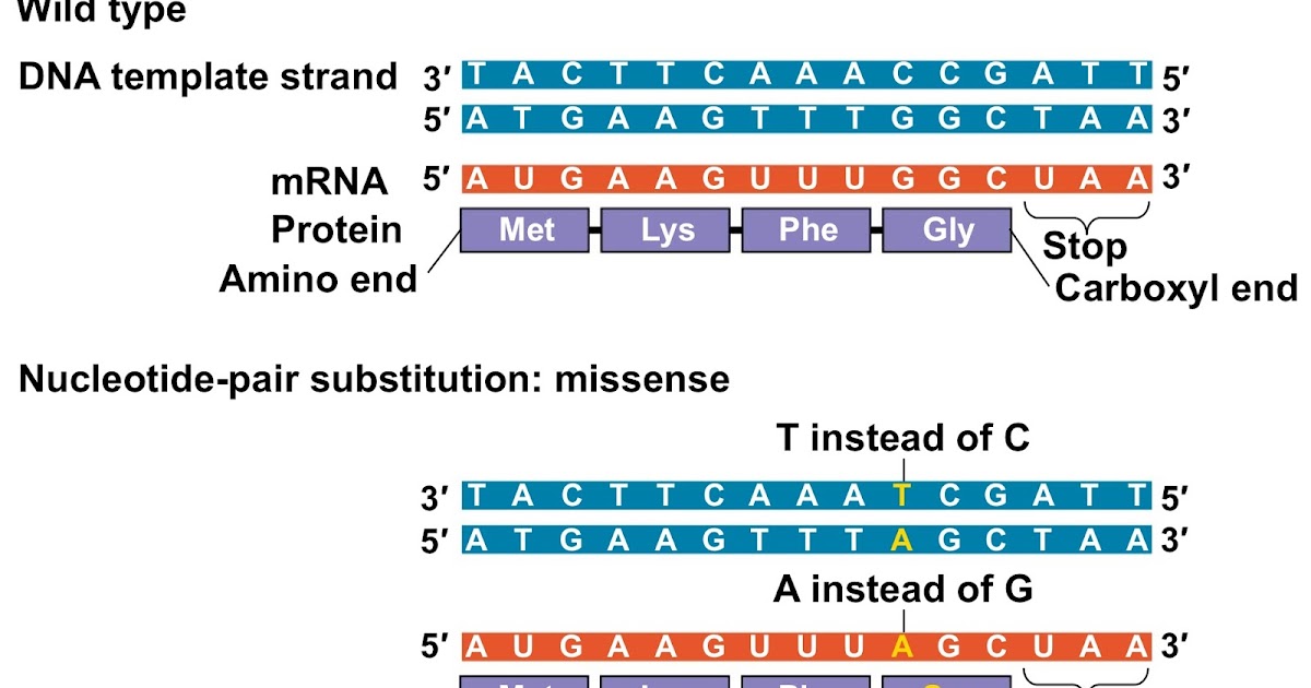 bi·ol·o·gy (bīˈäləjē) : Frameshift