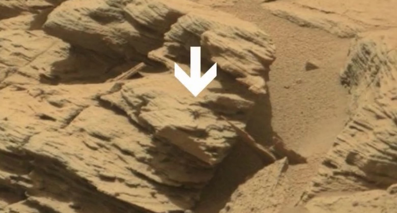 Spiders on Mars?