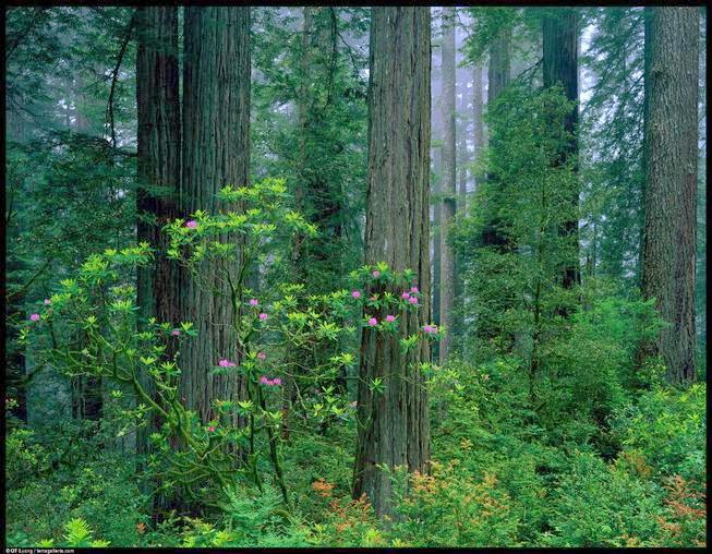 NATURAL VEGETATION N CONSERVATION: NATURAL VEGETATION BY SANYA CHAUHAN