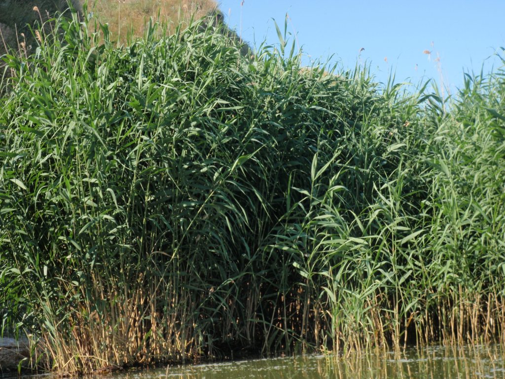 Insula Popina – Romania vazuta din caiac