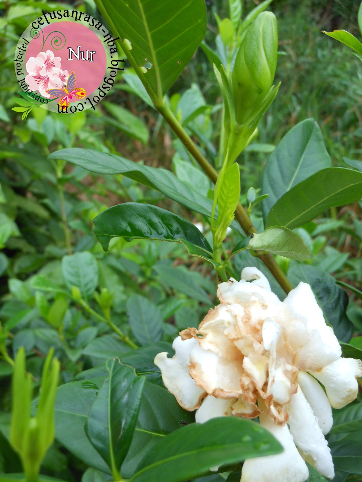 Cetusan Rasa: Bunga Cina atau Melur Cina