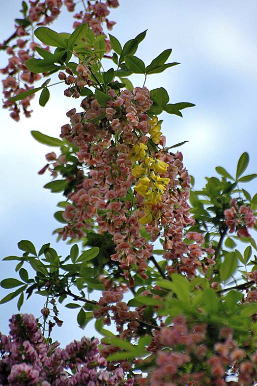 A Digital Botanic Garden: Adam's Laburnum, +Laburnocytisus adami, Fabaceae