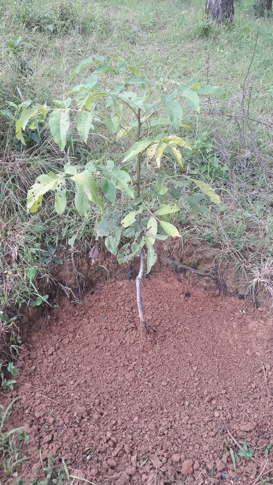 WALNUT: Evolution of the Walnut in Uttarakhand: Research & Development