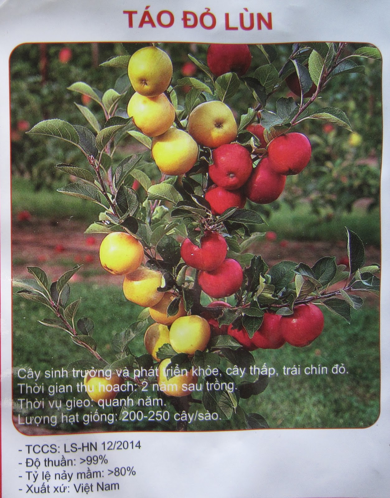 HẠT GIỐNG RAU CỦ QUẢ KYVI: TÁO ĐỎ LÙN