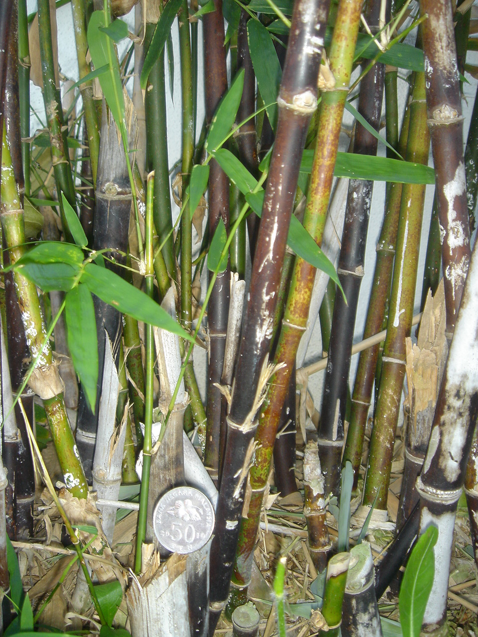 Buluh Perindu [1953] HD - idorutor