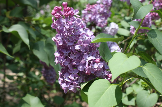 Blooming Rose Musings: Sweet Lilacs
