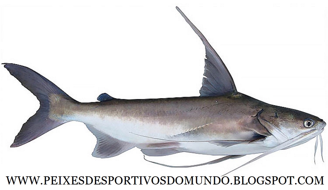 PEIXES DESPORTIVOS DO MUNDO: O BAGRE DO MAR - Bagre marinus (Mitchill ...