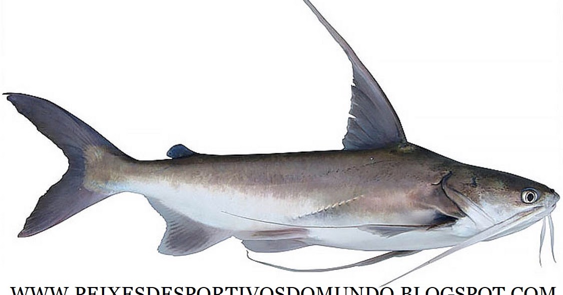 PEIXES DESPORTIVOS DO MUNDO: O BAGRE DO MAR - Bagre marinus (Mitchill ...