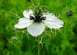 HERBAL ALAMI: HABBATUSSAUDA ( JINTAN HITAM )