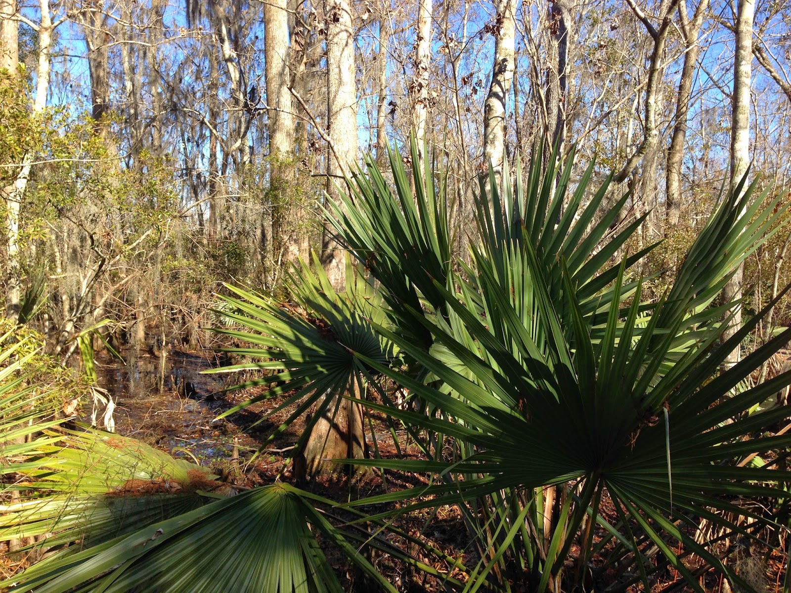 Frugal Family Travelers: Be a Tourist in Your Own Town: Bayou Segnette ...