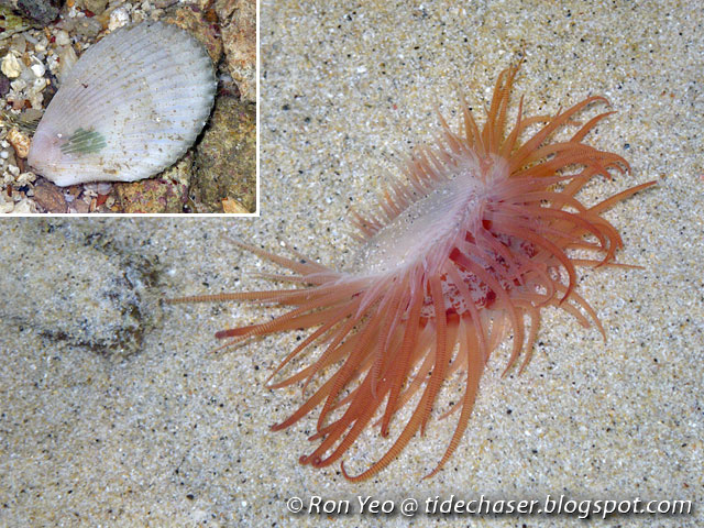 tHE tiDE cHAsER: Bivalves (Phyllum Mollusca: Class Bivalvia) of Singapore