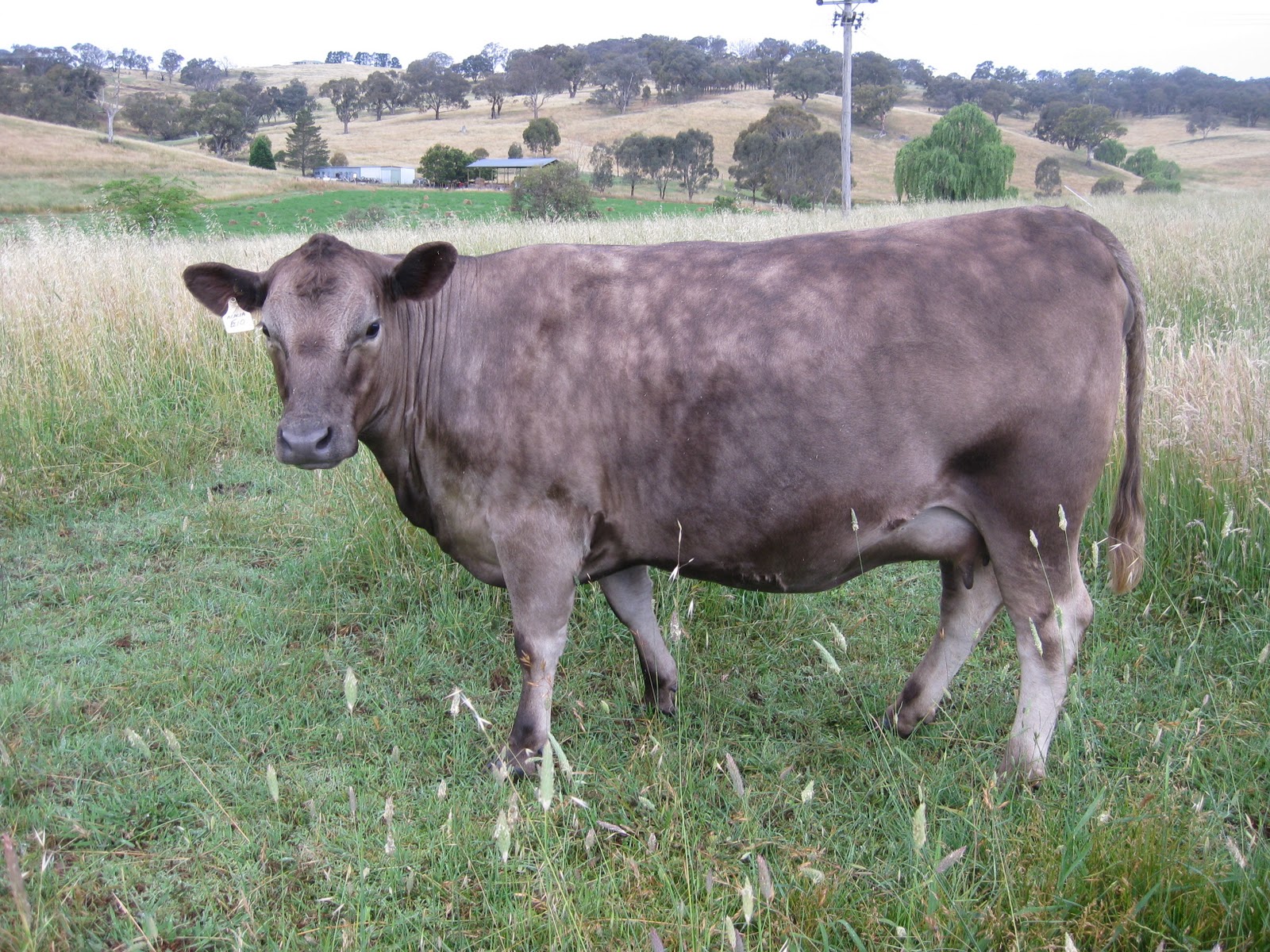 JAVID SQUARE MEATERS CATTLE STUD: FEMALES