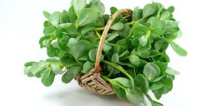 Rau Sam thân thuộc với nhiều tác dụng tuyệt vời cho gia đình ~ ĐÔNG Y