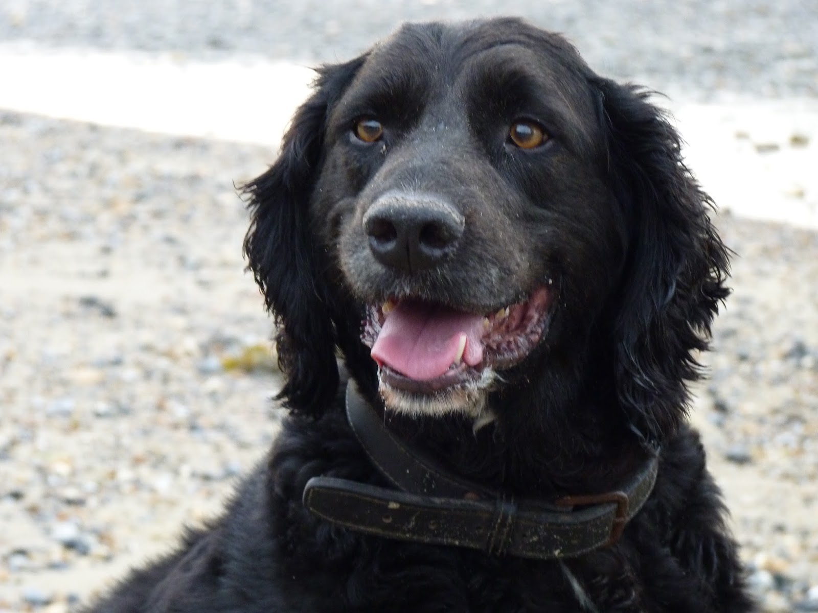 Birding For Pleasure: Birds and Binstead Beach
