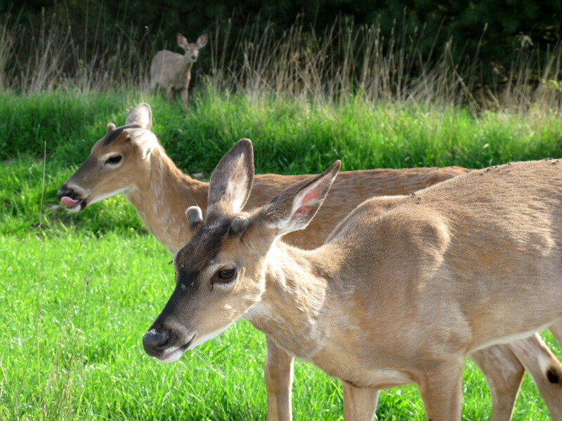 The Joyce Road Neighborhood: Growing new Antlers