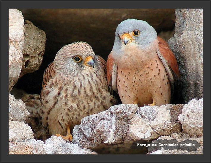 Birds of Extremadura (Spain): WHICH IS THE LARGEST LESSER KESTREL COLONY?