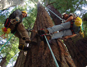 Sports & Recreation: Tree Climbing Supplies