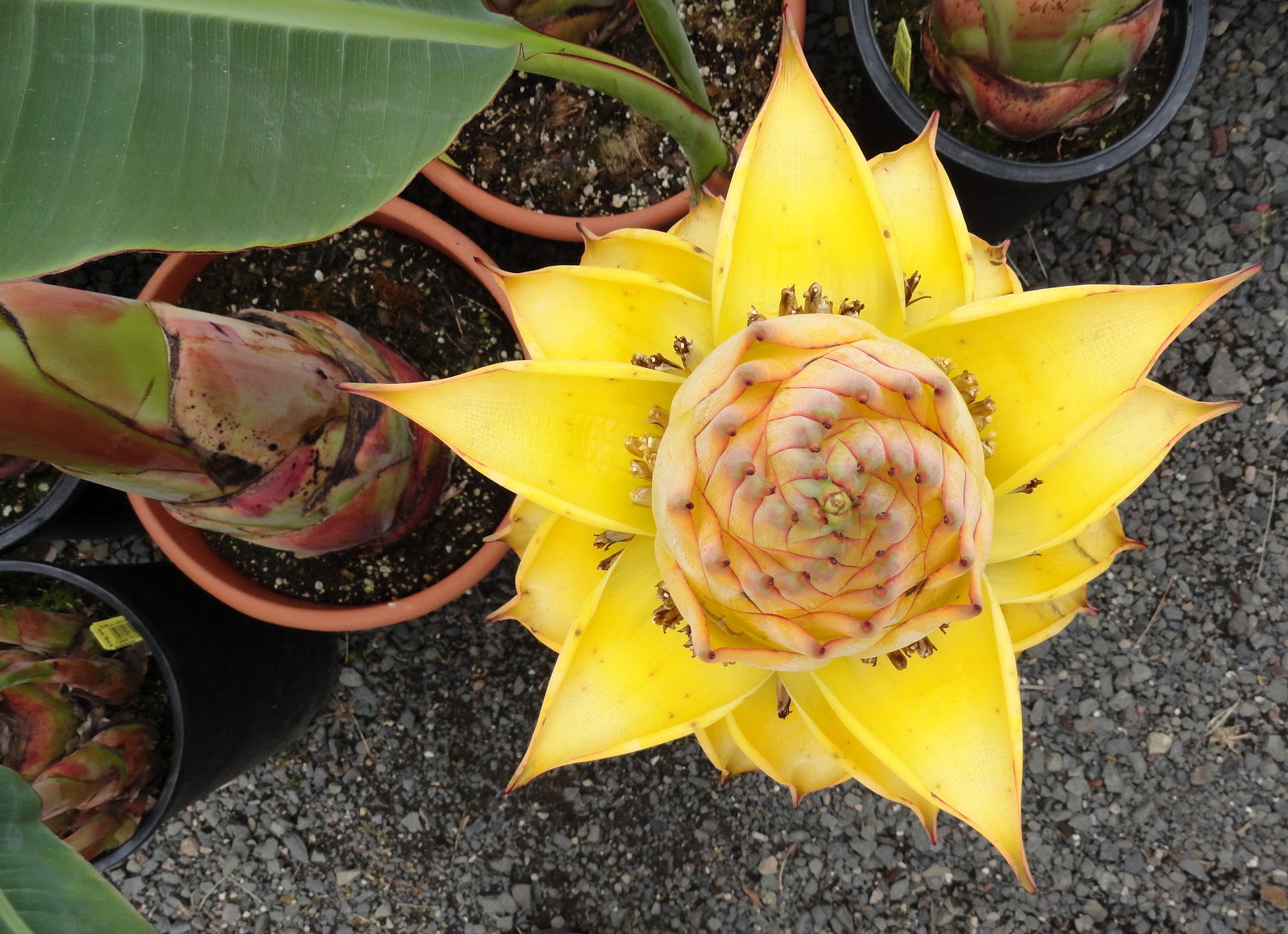 danger garden: Chinese Yellow Bananas at Cornell Farms Nursery