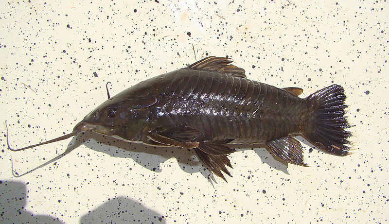 Em Busca de algo !: Carioca!