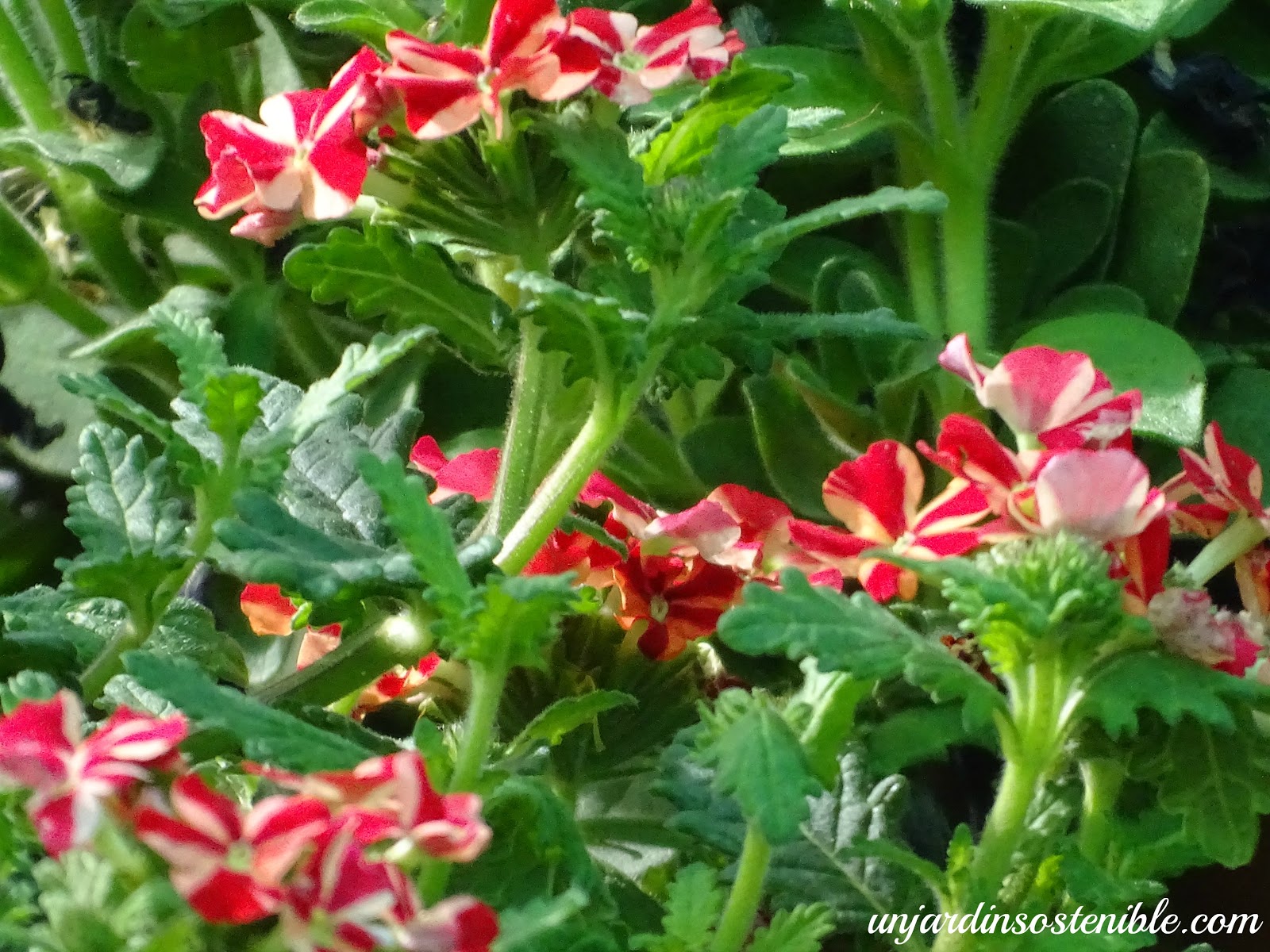 Verbena repens hybrida (Verbena rastrera)