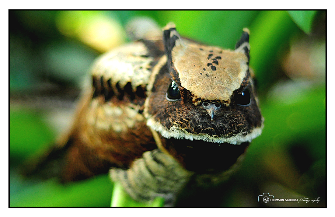 thomson saburaj photography