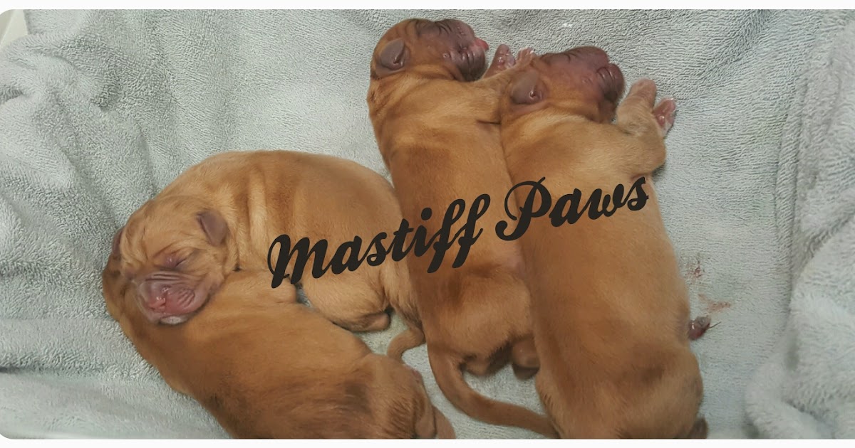 Mastiff Paws: Puppy Pictures