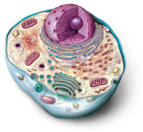Célula,A unidade básica da biodiversidade!