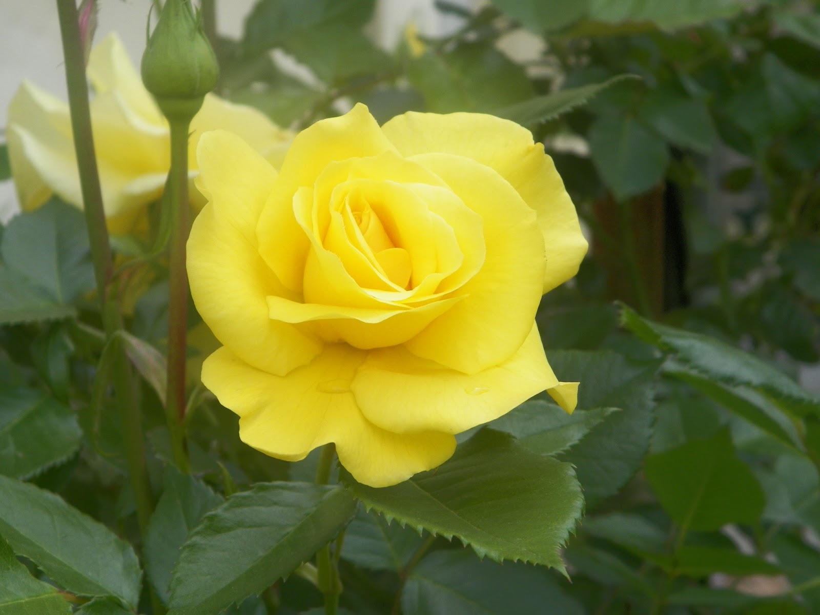 The Country Crafter: The Yellow Rose Bush