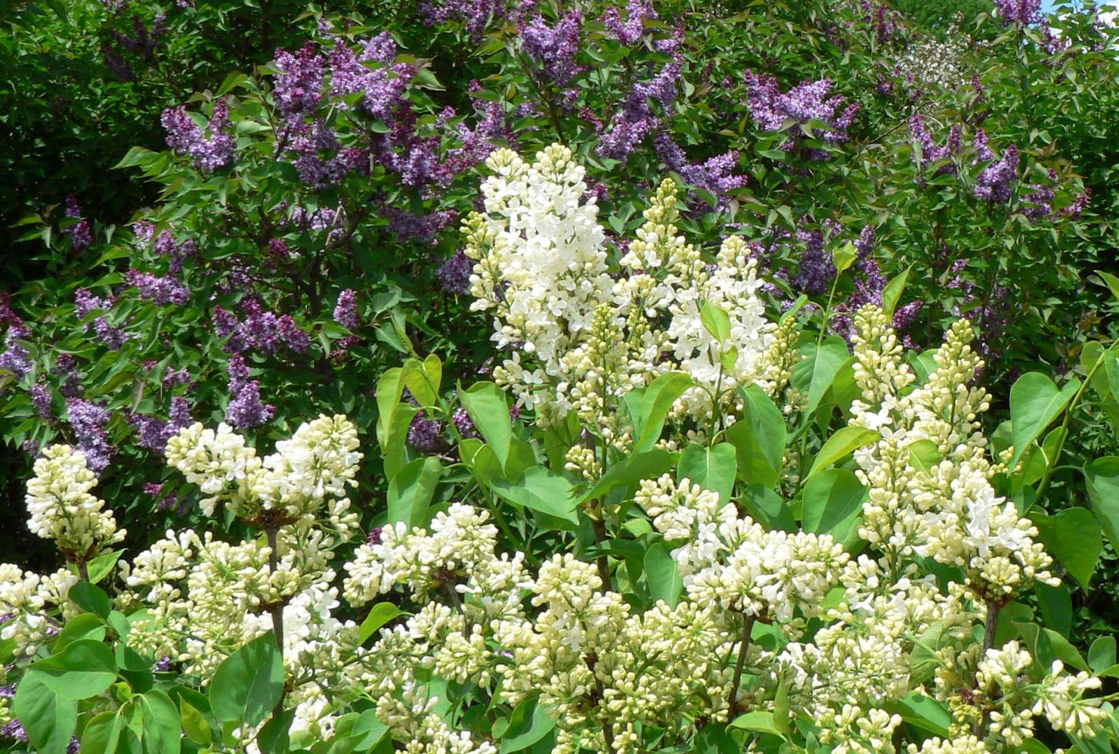 Visit My Garden: Lilacs at the Arboretum