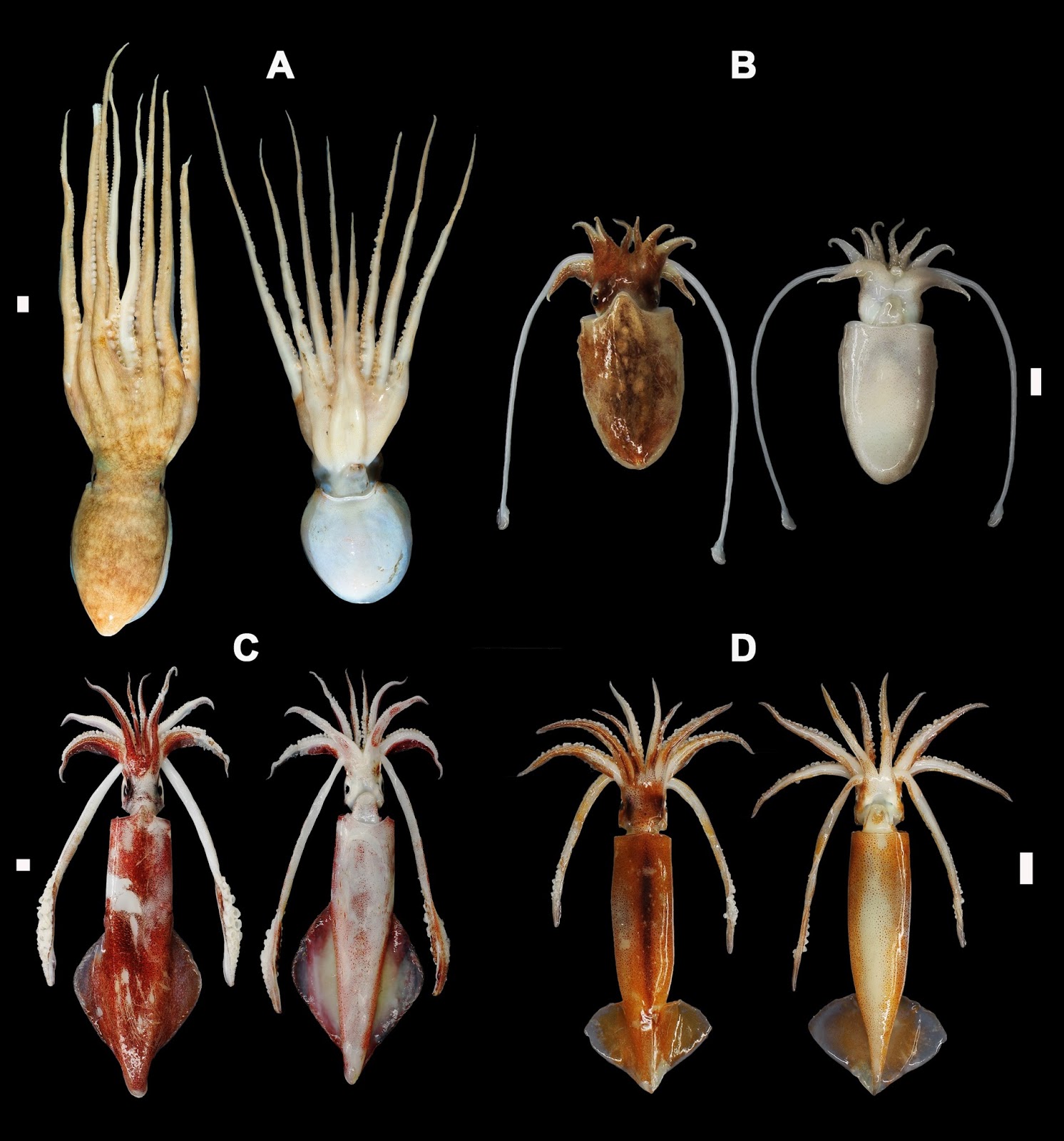 La Biothèque: Las primeras etapas de vida de los calamares oceánicos y ...