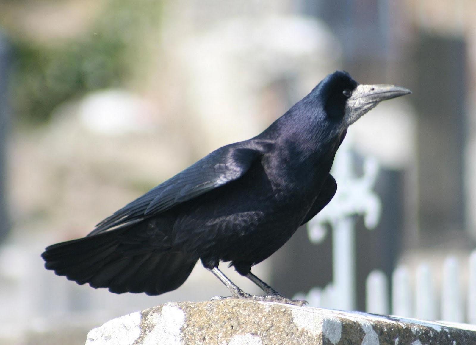 A life at the shoreline. .. by Jeff Copner : The Rook