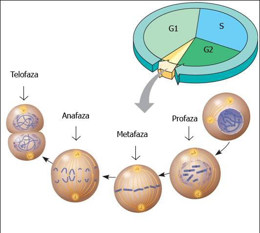 Biologia: Diviziunea celulara