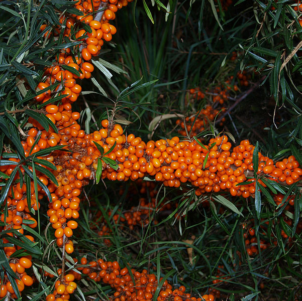 PLANTATII SPECIALE: PLANTATII DE CATINA